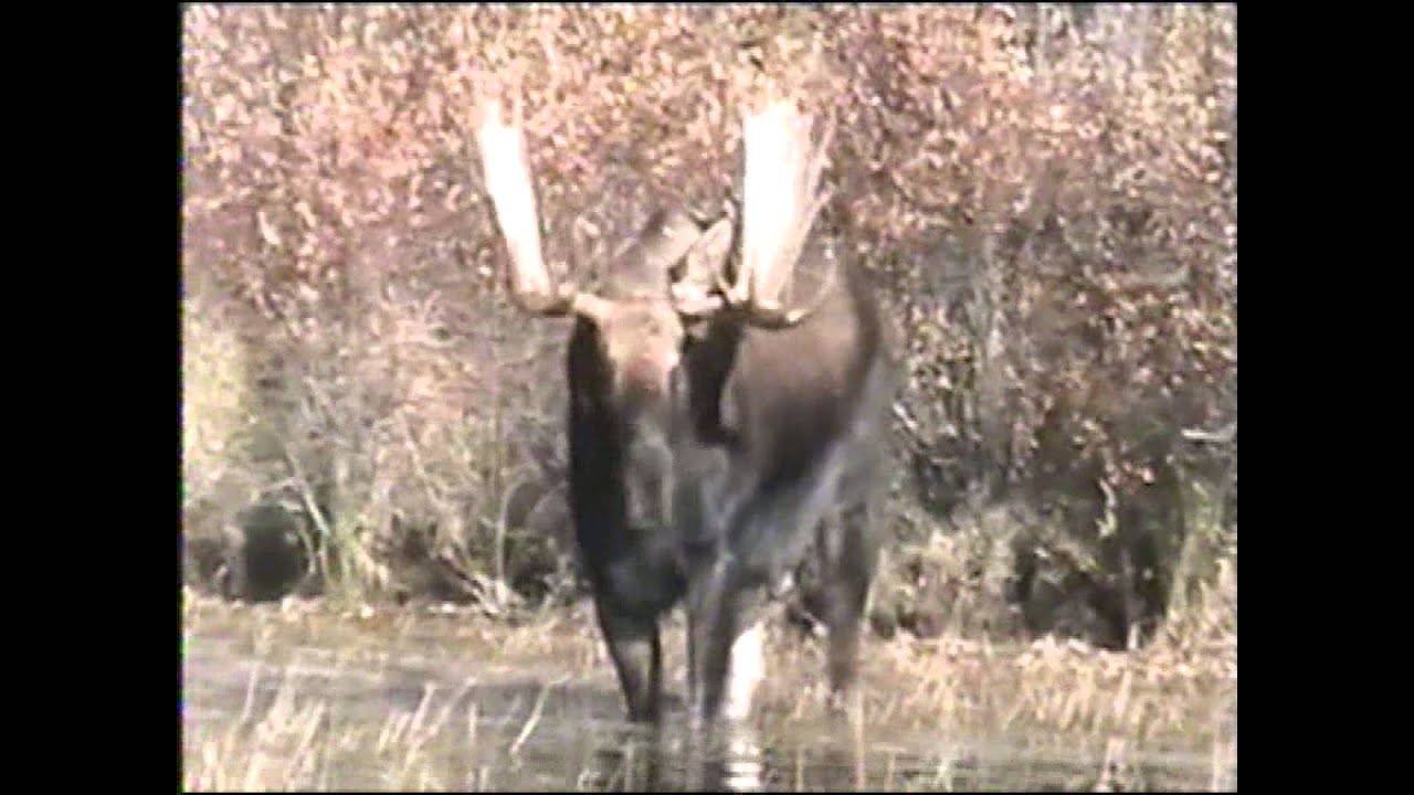 Manitoba Moose guides capture video of Big Sand Moose destroying a tree ...