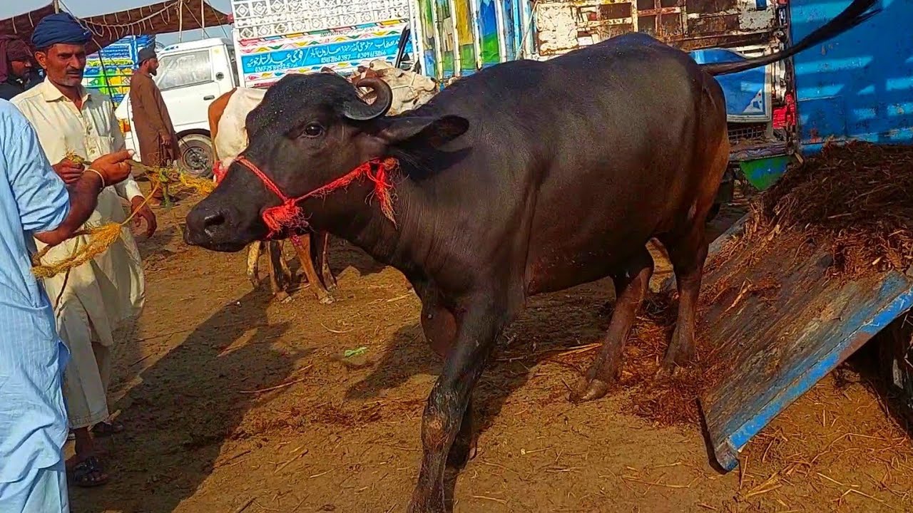 Desi Buffalo 🐃 Lovely Unloading, At Cattle Mandi// Msa cattle life ...