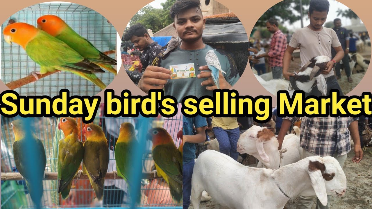 Aaj ki Sunday market| Sunday market birds selling| 25|6|23 Sunday bird ...