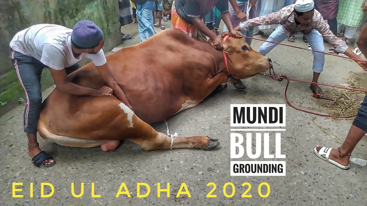 Beautiful Red Mundi Bull Grounding Time | Goru Qurbani Eid ul Adha 2020 ...