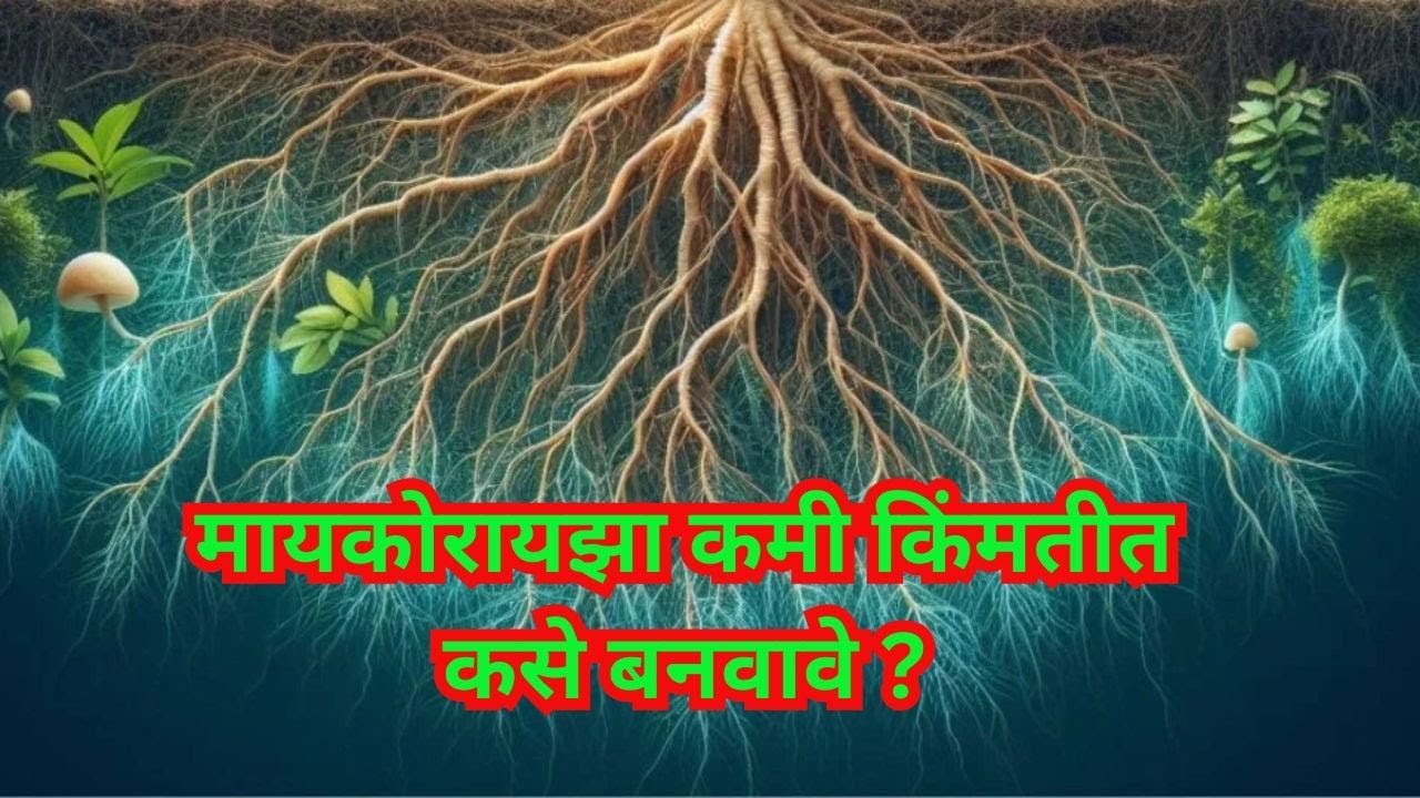 Microryza Production | मायक्रोरायझा उत्पादन - YouTube