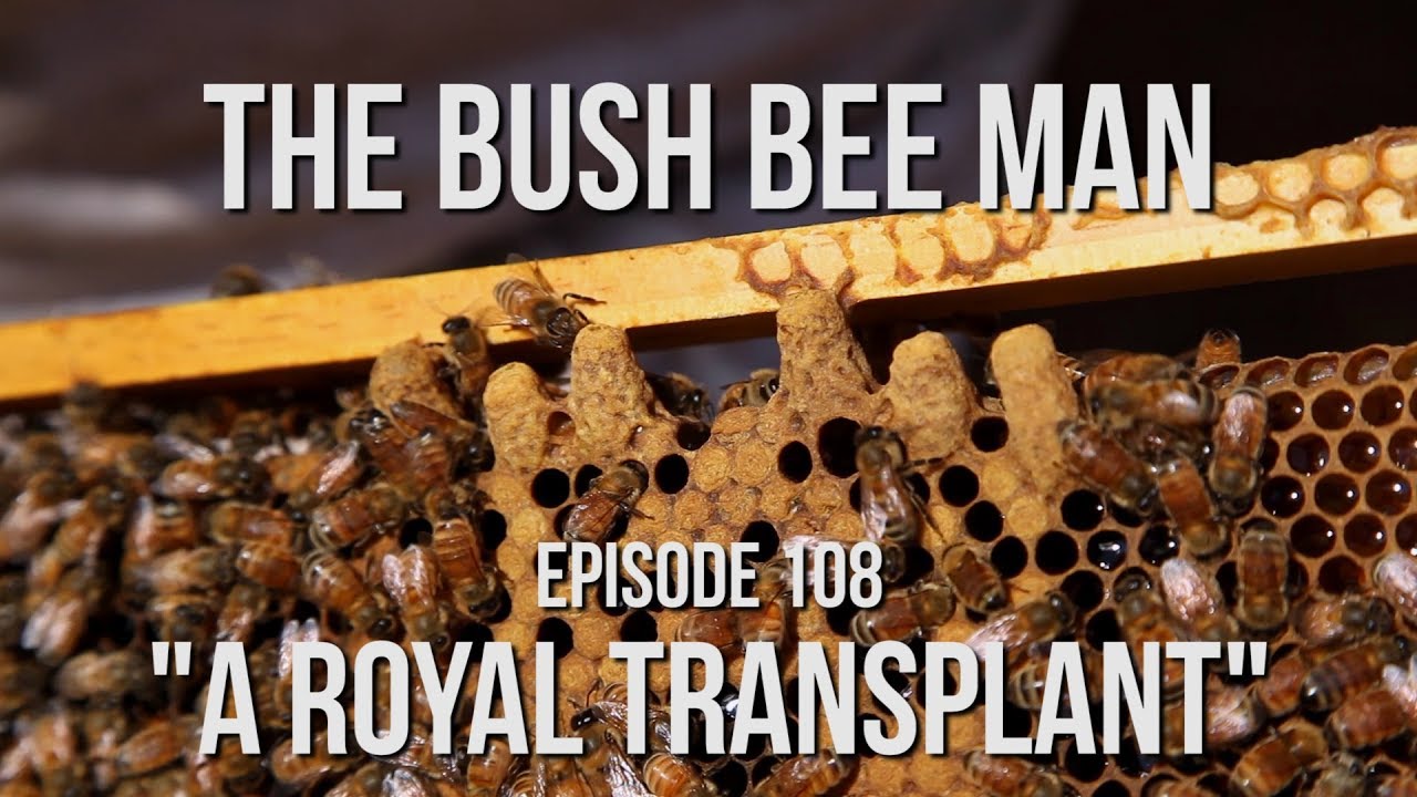 Transplanting Queen Bee Cells from Splits Part (1 of 2) - The Bush Bee ...