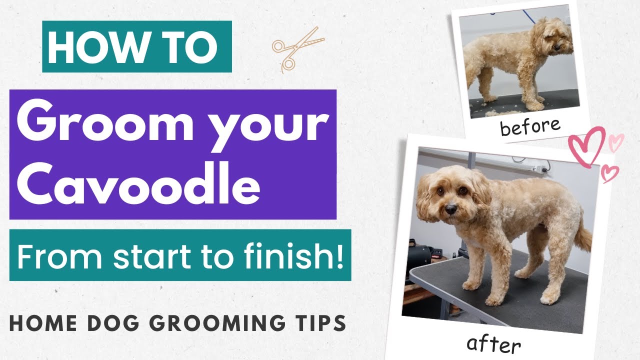 How To Groom Your Cavoodle or Cavapoo - From Start To Finish | Home ...
