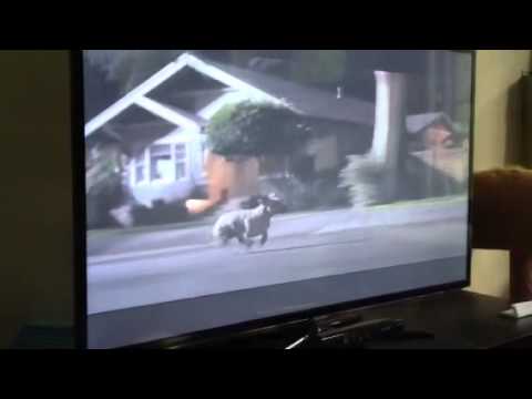 Odie runs away! - YouTube