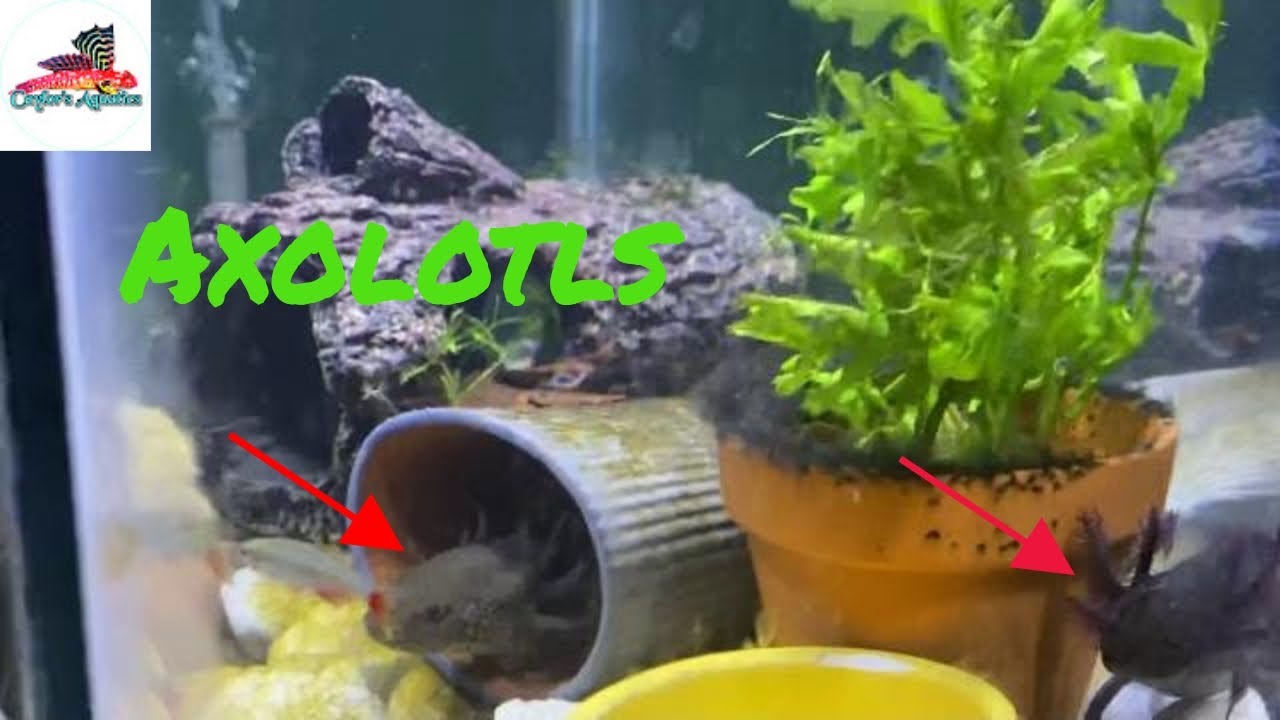 Axolotl Behavior - YouTube