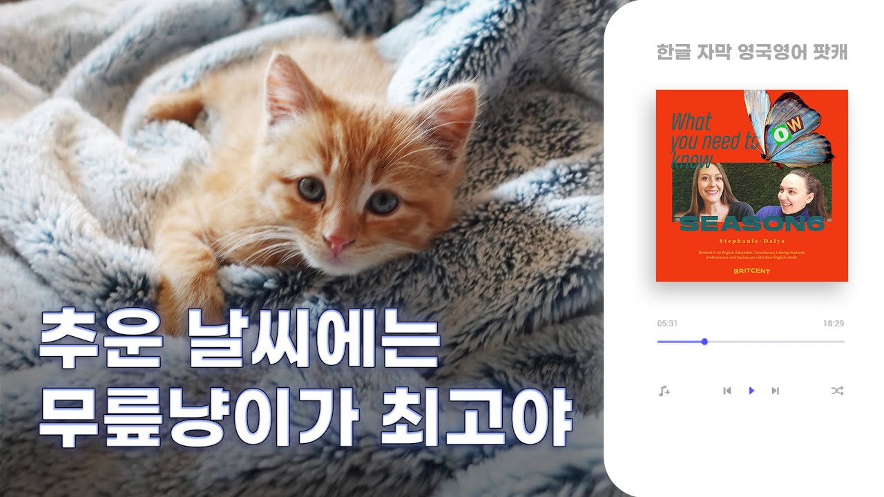 고양이 vs 댕댕이 반려동물 이야기 | 솔직한 영국 이야기 #22 Pets 마지막 에피소드 - YouTube