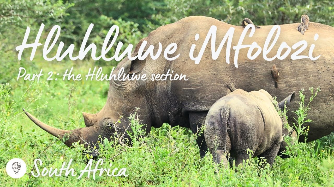 Hluhluwe iMfolozi National Park part 2: alone with rhinos | oldest game ...