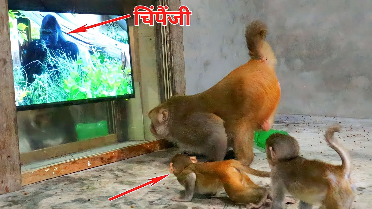 चिंपैंजी को देखते ही बन्दरों का धाँसू Reaction,देखकर हँसी नहीं रुकेगी ...
