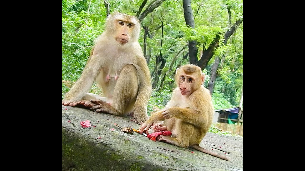 Libby and Baby LEO Very Enjoyed Eating The Reed Fruits With Big Smile ...