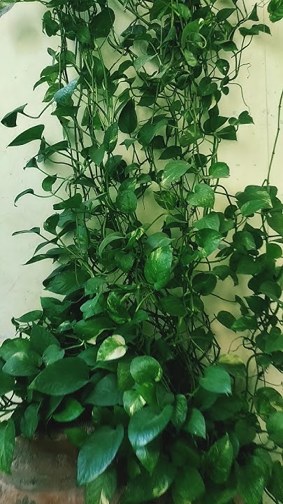 Manny Plant βοΈπ΅βοΈπ΅βοΈπ΅π΅βοΈ In My House Sortssorts Nature Love Youtube