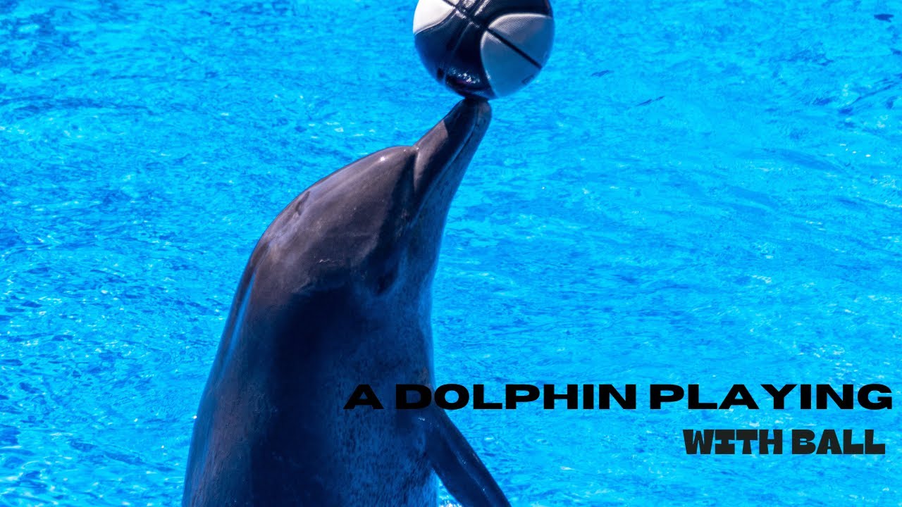 A Dolphin Playing With Ball - Digital Muneeb - YouTube