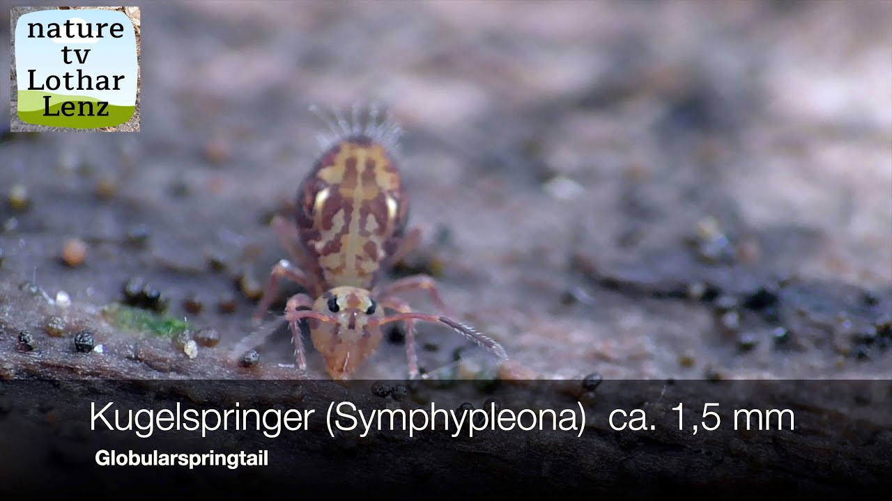 Kugelspringer (Symphypleona) ca. 1,5mm. Globular springtail - YouTube