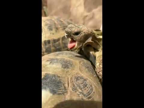 Turtle moaning | #shorts - YouTube