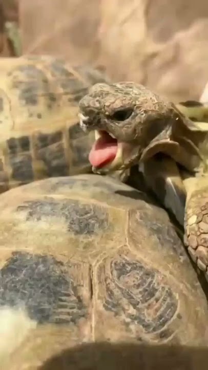 Turtle moaning | #shorts - YouTube