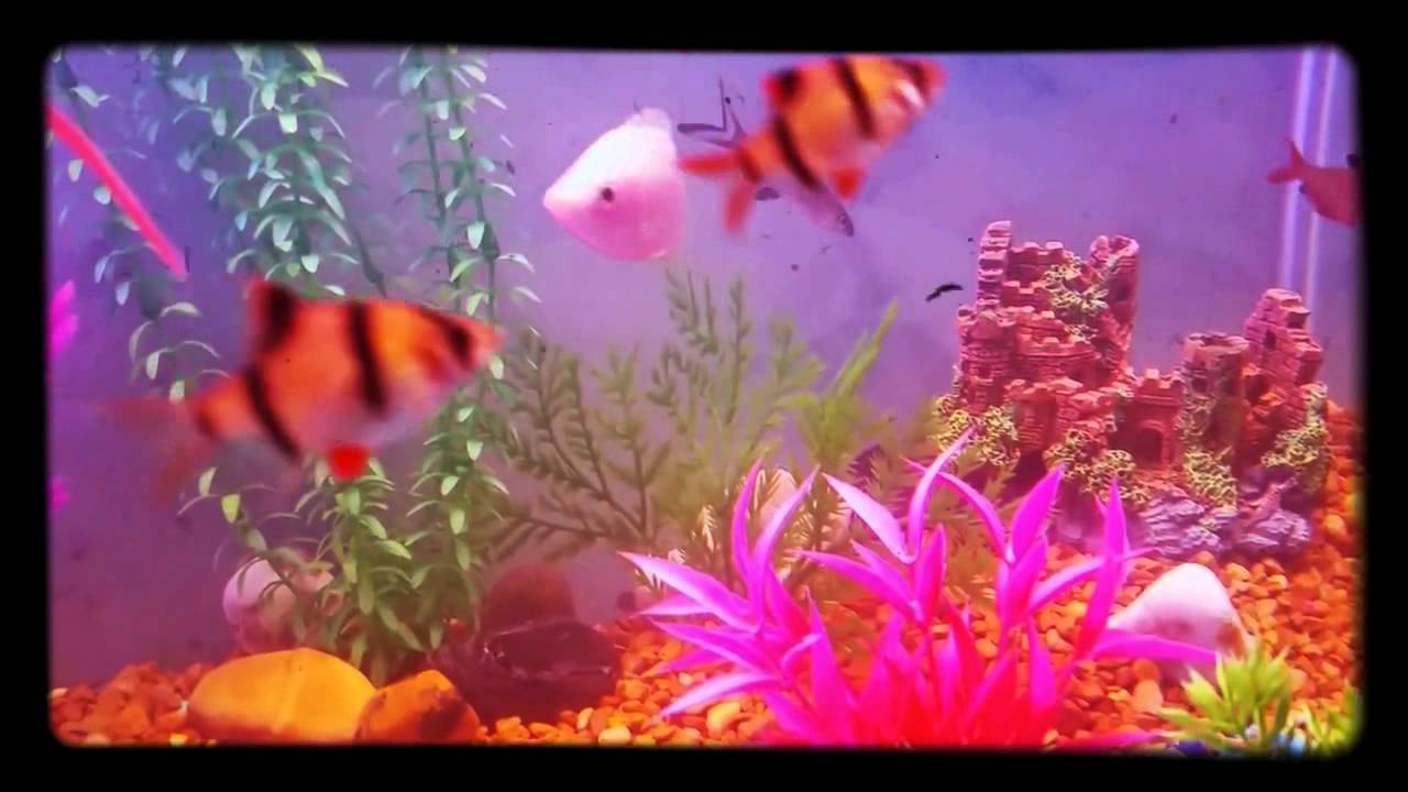 Fish tank fun - YouTube