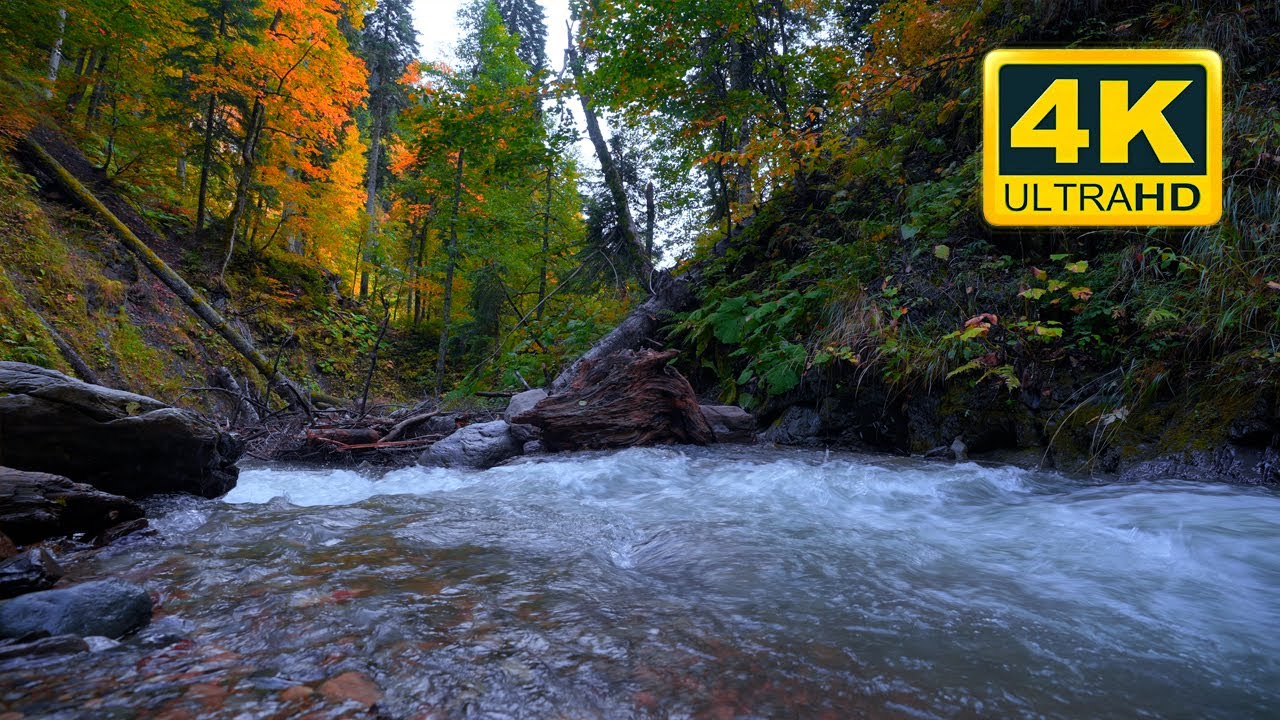 🌲 Forest Stream Nature Sounds (12 HOURS). Mountain River with Birdsong ...