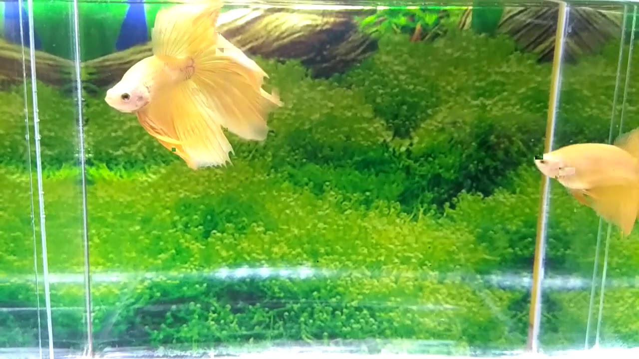 Pair Halfmoon Yellow - YouTube