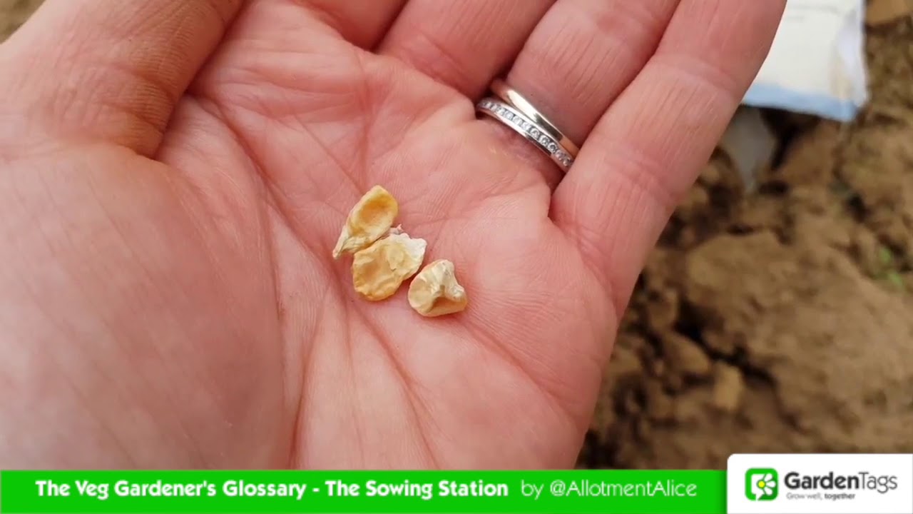 What is station sowing - The Veg Gardeners' Glossary - YouTube