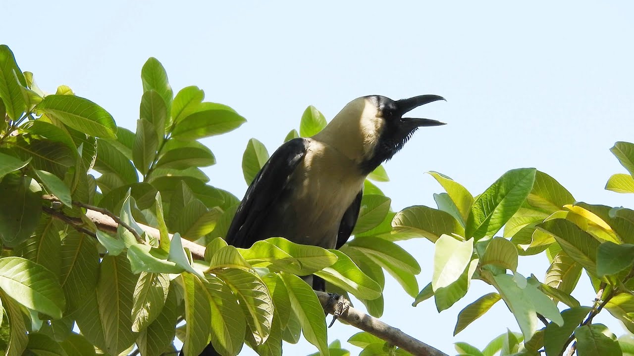 Male & Female crow sounds | kauwa vs kavi ki awaaz | કાગડાનો અવાજ - YouTube