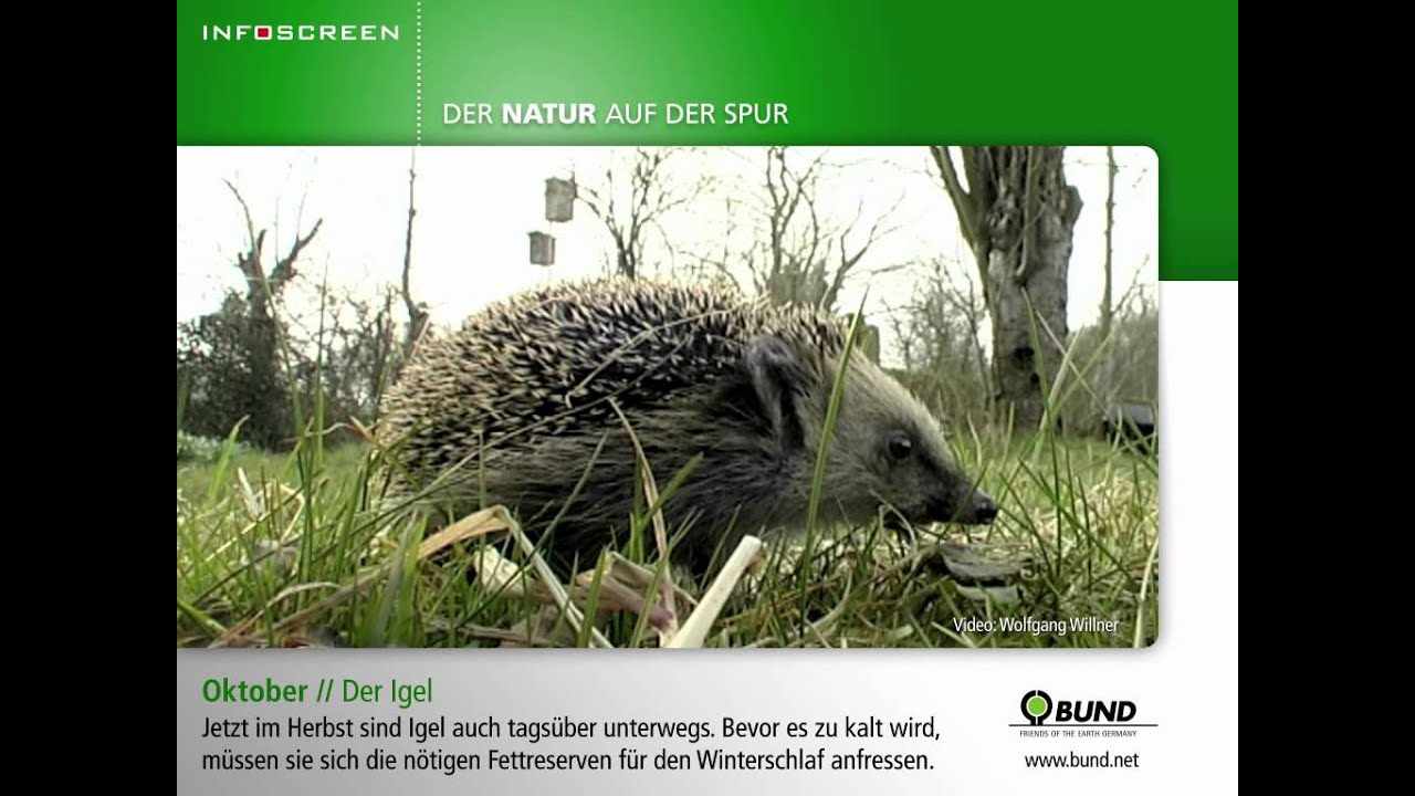 Der Igel - YouTube