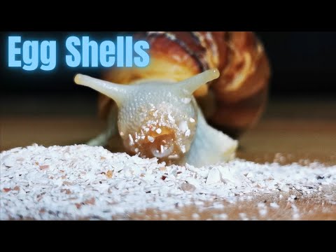 Do Snails eat egg Shells? calcium diat/Big Snail - YouTube
