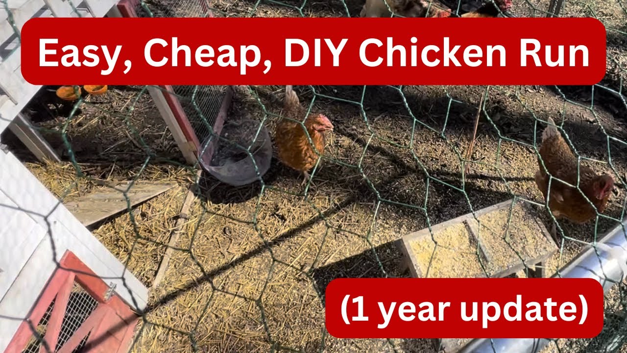 (1 Year Update) DIY Kit Backyard 4+ Chicken Run (Predator Proof ...