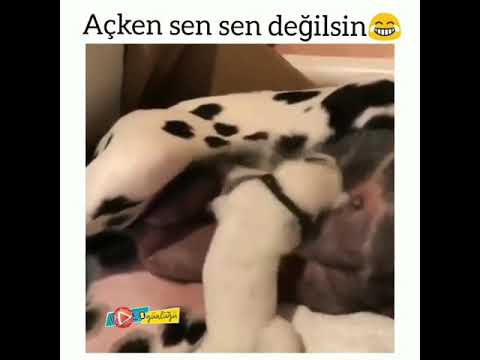 Bakın yavru köpek nasıl çıldıra çıldıra emiyor:)