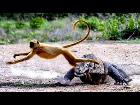 This Is Why They're Called Monkey KILLERS - YouTube