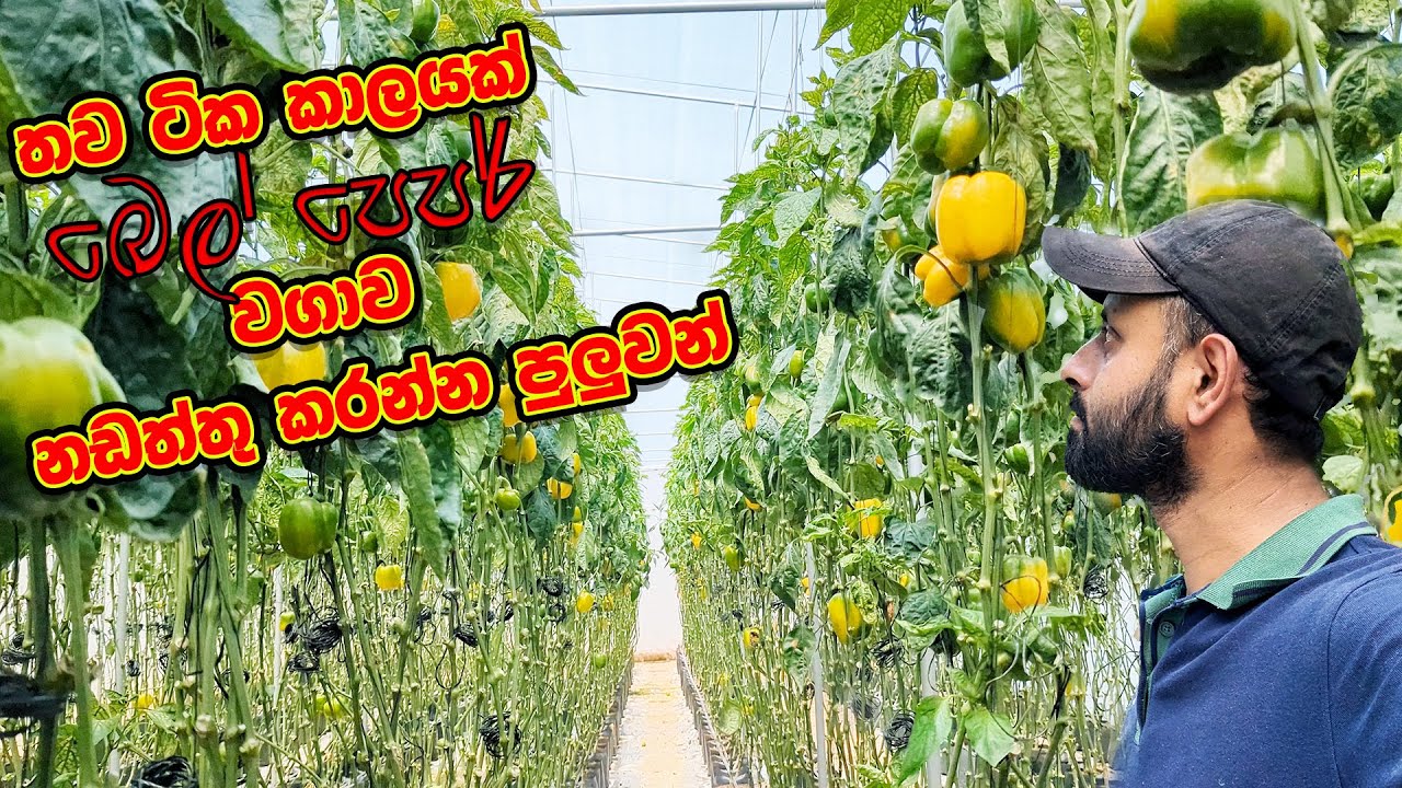තවත් ටික කාලයක් නඩත්තු කරන්න පුලුවන් බෙල්පෙපර් වගාව | Bell pepper ...