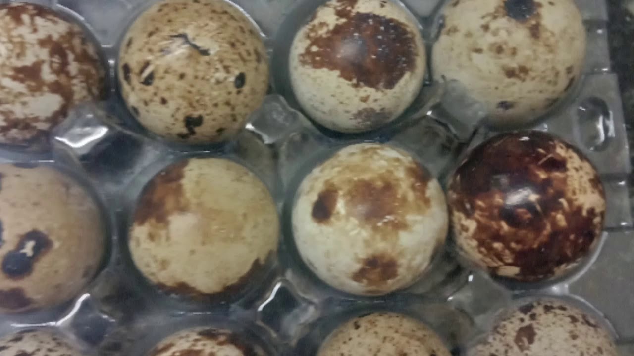 Quial egg in one min recipe/ very healthy egg/ size is small egg" but ...