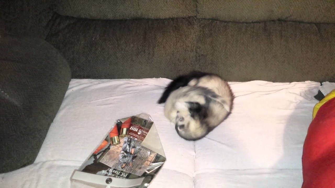 Ferrets Playing 01 - YouTube