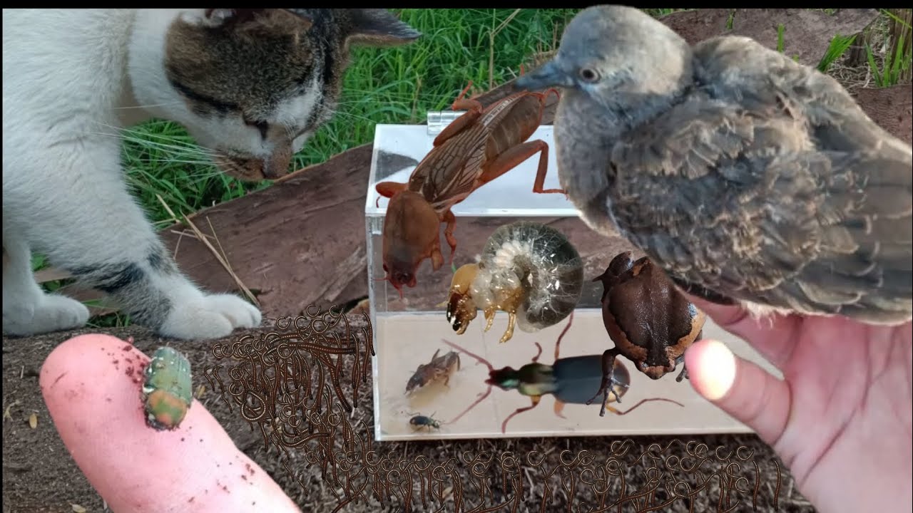 looking for animals around us accompanied by cats - YouTube