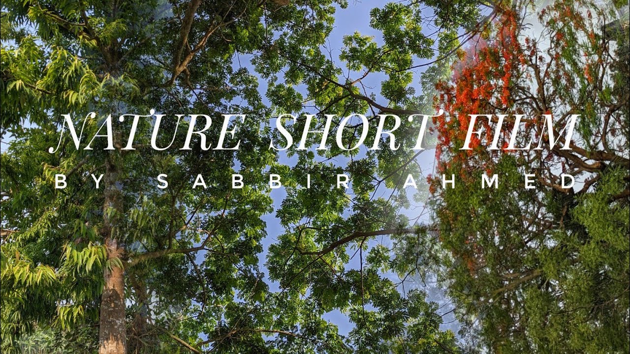 Nature cinematic video. Cinematic video by mobile phone. Into the ...