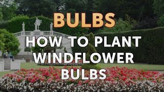 How to Plant Windflower Bulbs