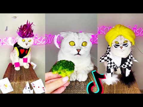 Funny Cat Sonya Kisa 😍 Pet Lifehacks & Product testing