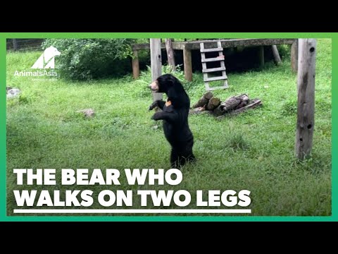 The bear who likes to walk on two legs - YouTube