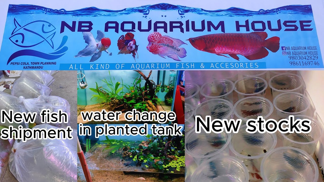 New fish shipment in NB Aquarium ! And new stocks available - YouTube