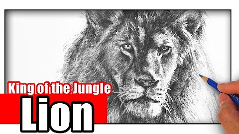 How to Draw Animals - YouTube