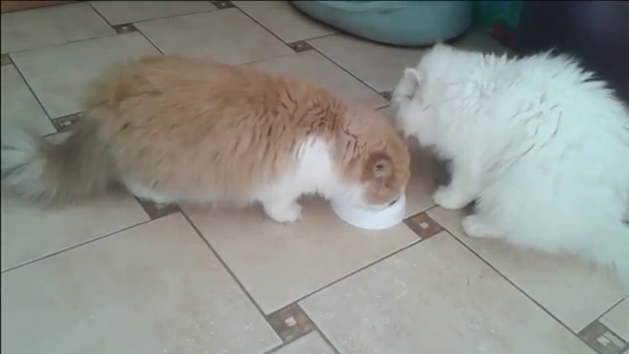 Funny and greedy cats - YouTube