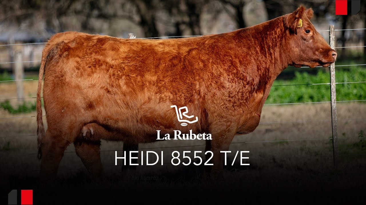 Remate La Rubeta 2024, Rp 8552 - YouTube