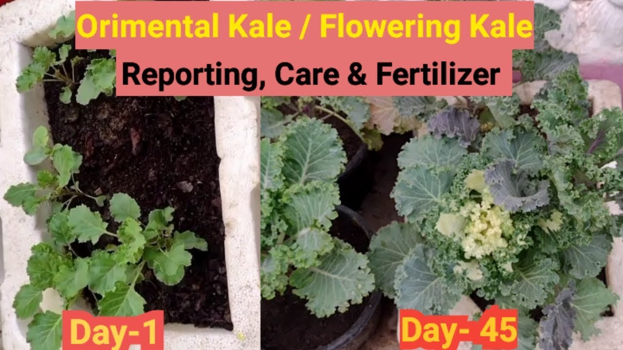 How to Grow and Care Ornamental Kale / Flowering Kale (Repot to ...