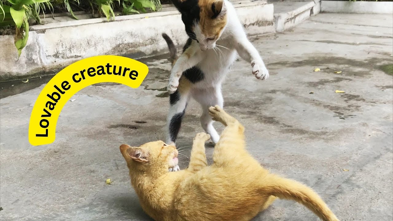 Lovable creature - YouTube