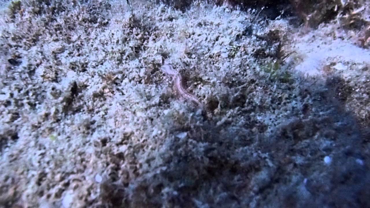 Segmented worm moving fast P5220509 - YouTube