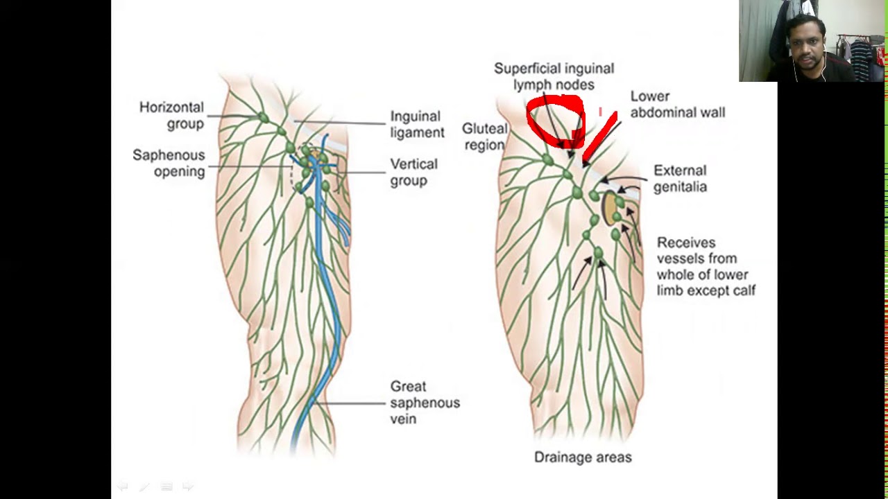 Anatomy with pictures.....Thoracic Duct,Cisterna Chyli & Lymphatics of ...