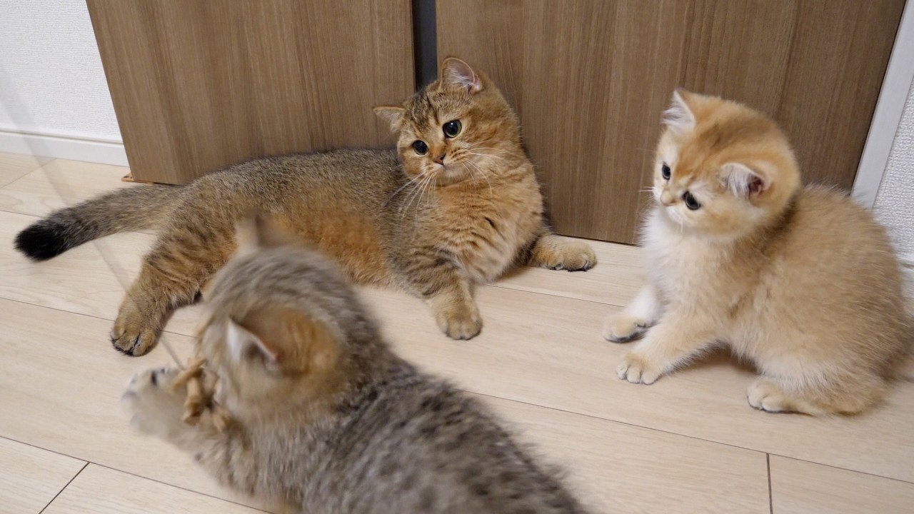 Cat Charo is admirable for holding back her desire to play. - YouTube