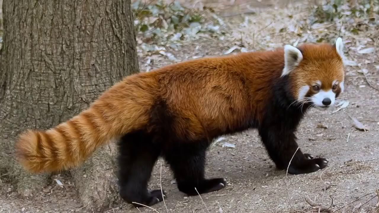 Animale pe Cale de Disparitie * Topul Celor Mai Urate Animale Din Lume ...