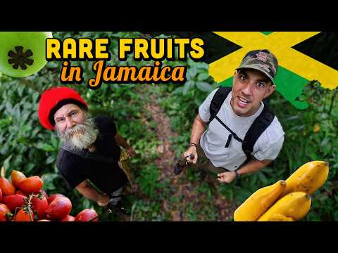 That Grows in Jamaica?! 11 Acres of Rare & Exotic Fruits!