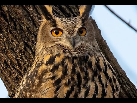 RIP, Flaco the Owl (2010- 2024) - YouTube