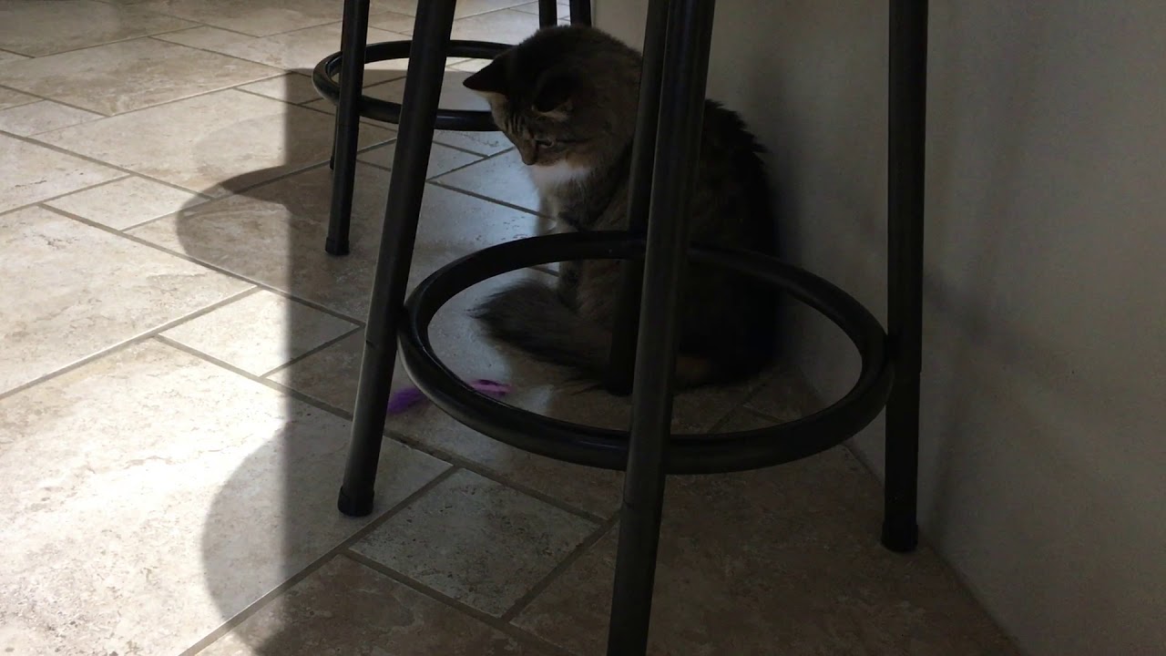 Cats Watching Moving Insect Toy - YouTube