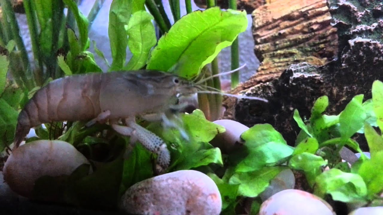 Vampire shrimp (African filter shrimp) - YouTube
